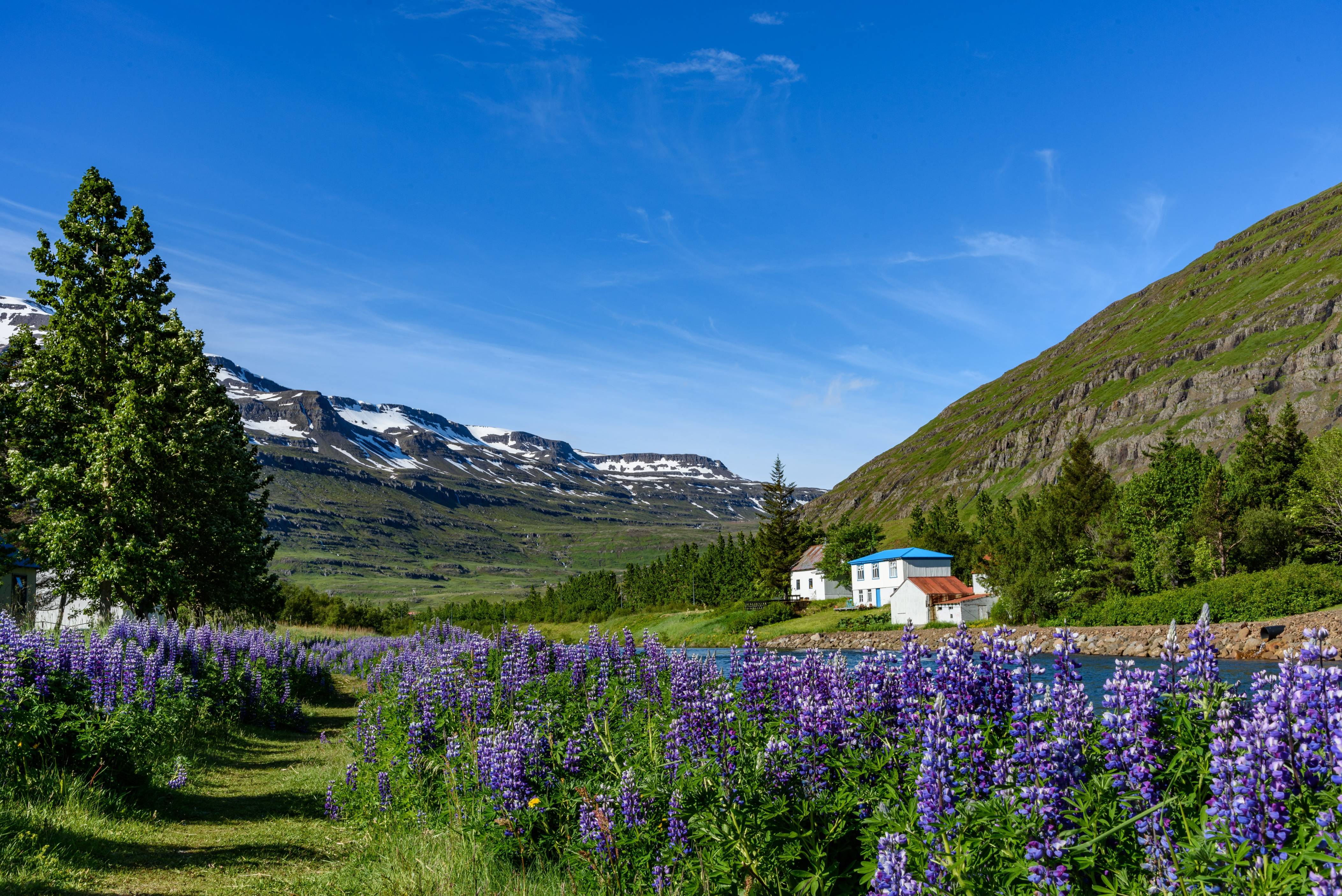 Trees in Iceland - Iceland Travel Blog - Car rental in Iceland Trees in Iceland - Iceland Travel Blog - Car rental in Iceland